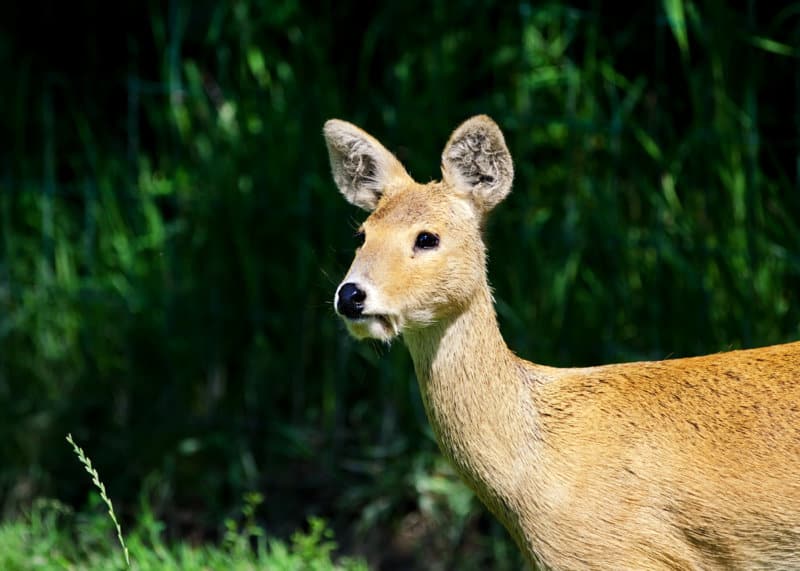 45 Chinese Water Deer Facts: Fanged and Cuddly Vampire Deer ...