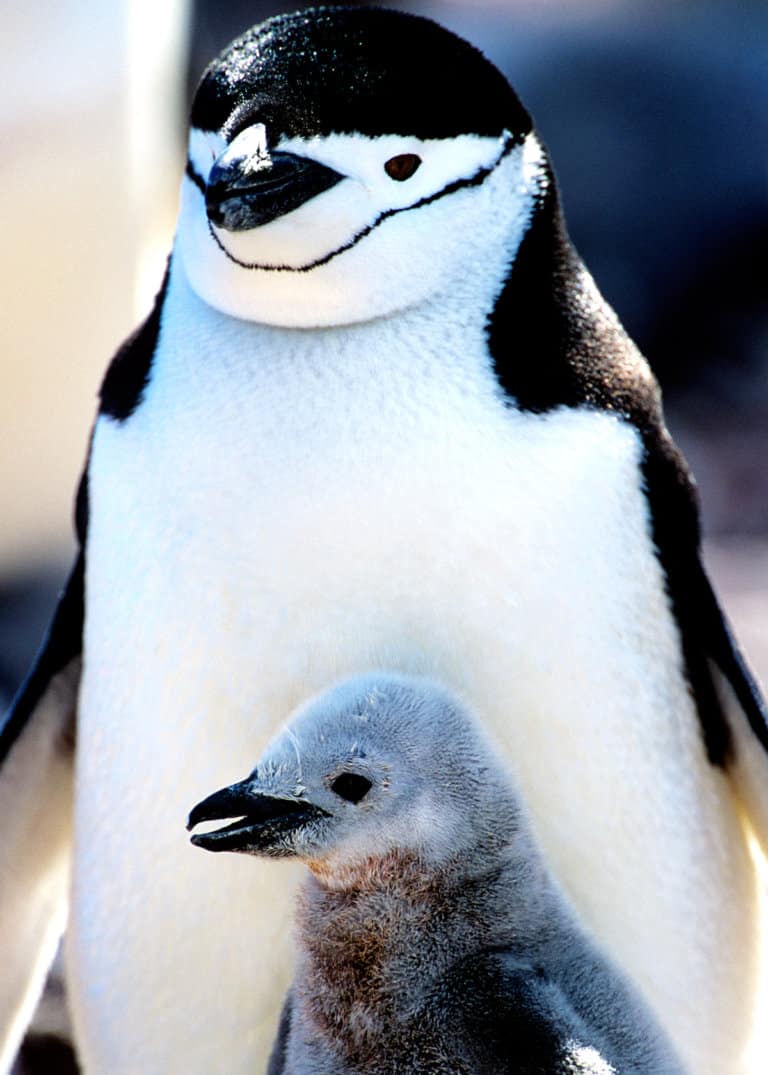 51 Baby Penguin Photos, Videos, and Facts That'll Have You Saying ...