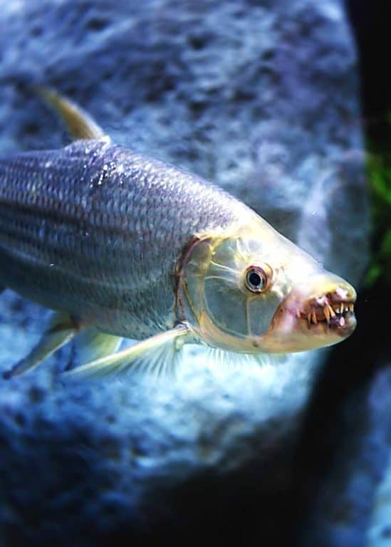 31 Goliath Tigerfish Facts: What You Need To Know | Everywhere Wild