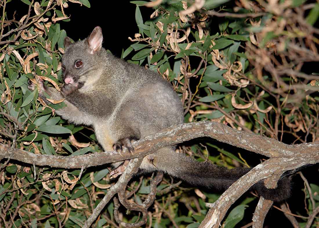 25 Animals That Live in Trees (5 Adaptations for Tree Living ...