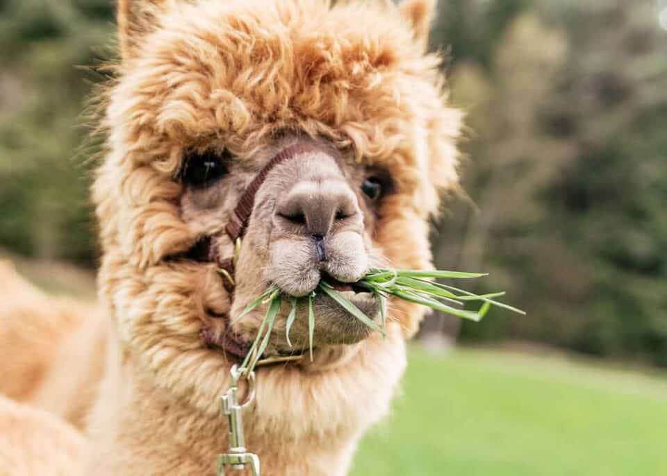 5 Mammals That Lay Eggs: Guide to All Monotremes | Everywhere Wild