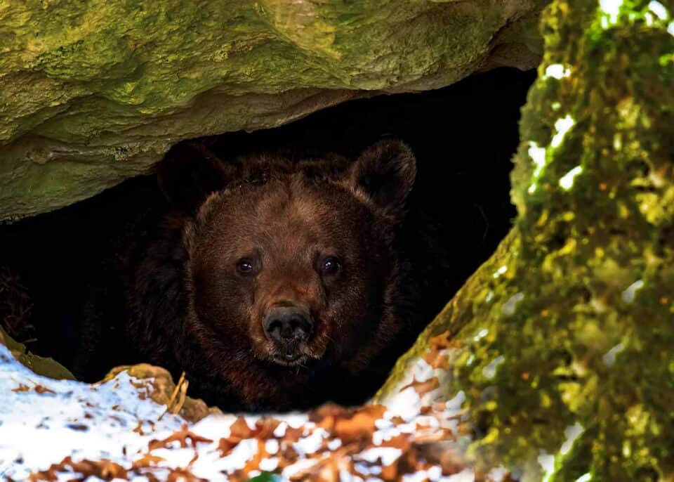 25 Animals That Hibernate in Winter (Mammals, Insects, Amphibians ...