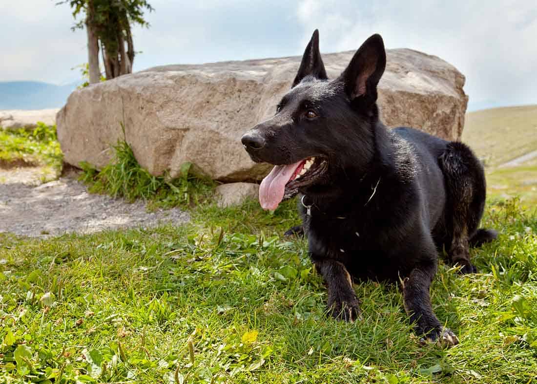 7 Animals That Sweat (8 Other Ways They Cool Down) | Everywhere Wild