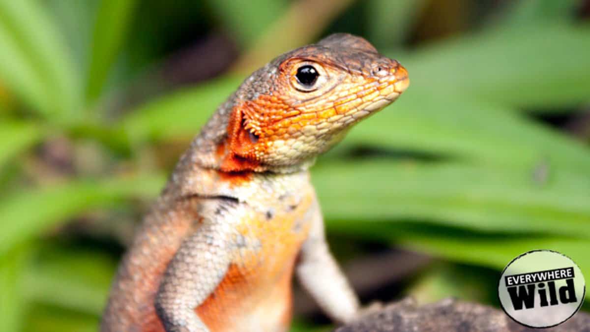 7 Crazy Galapagos Lava Lizard Facts | Everywhere Wild